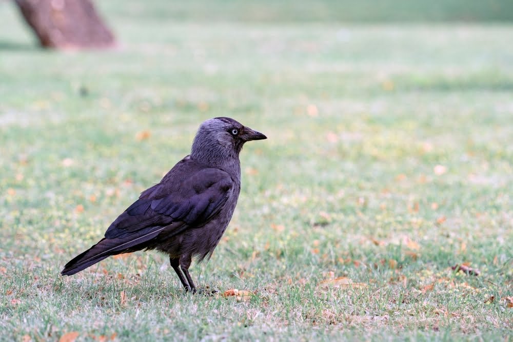 Chinese Death Symbols and Rituals | Mandarin Blueprint