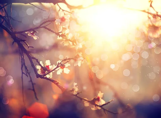 Exploring The Seasons In Chinese | Mandarin Blueprint